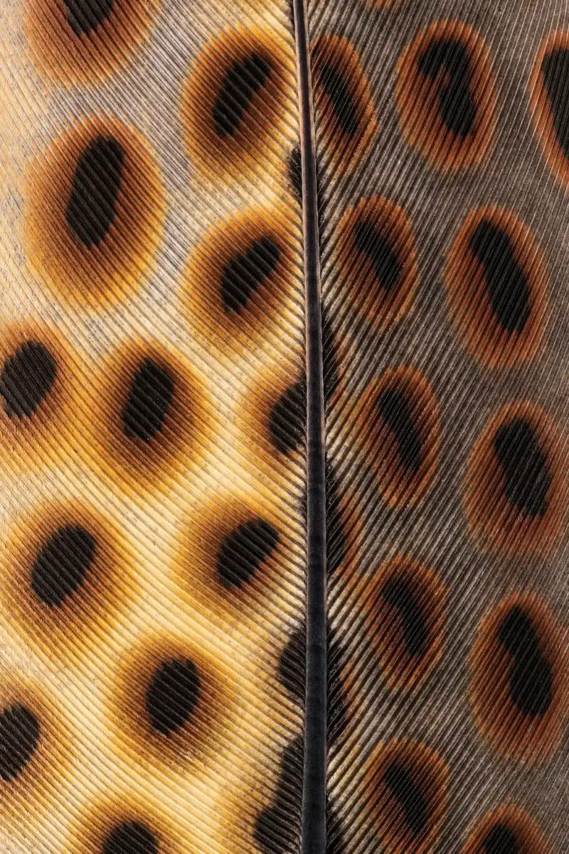 NAUKA | Close-up photographs capture feathers' dazzle factor