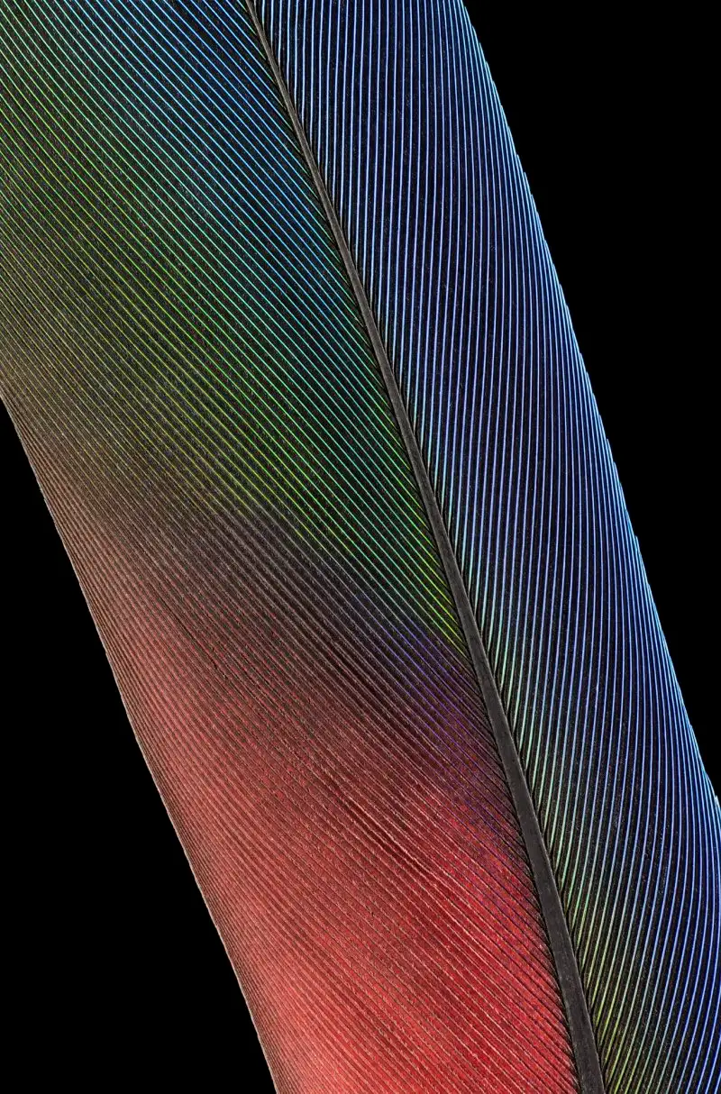 NAUKA | Close-up photographs capture feathers' dazzle factor
